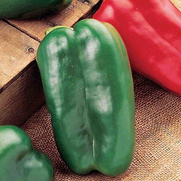 Red King F1 Sweet Pepper | Wholesale & commercial seed merchants and ...
