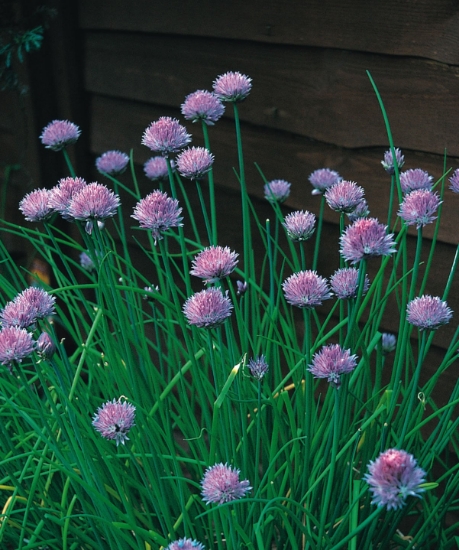 Organic Chives | Wholesale & commercial seed merchants and growers ...
