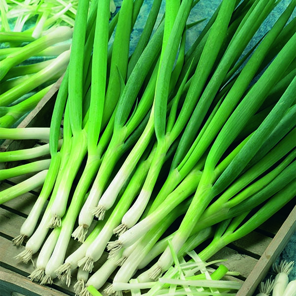 Spring Onion White Lisbon Winter Hardy | Wholesale & commercial seed ...