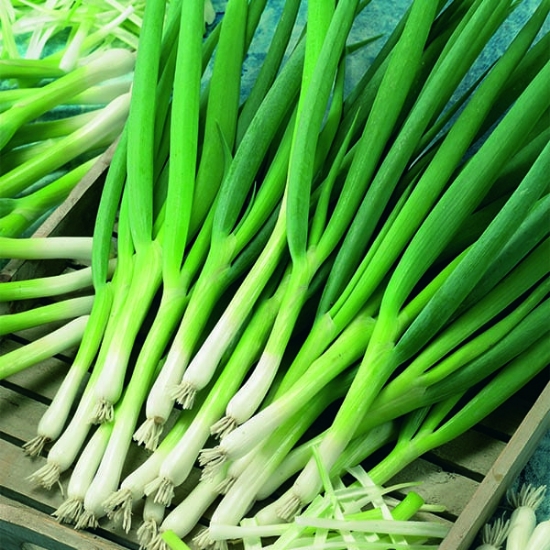 Spring Onion White Lisbon Winter Hardy | Wholesale & commercial seed ...