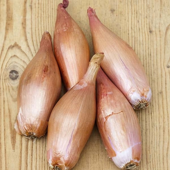 Zebrune Shallot Seed | Wholesale & commercial seed merchants and ...