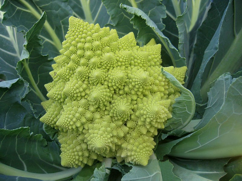 Organic Cauliflower Romanesco Veronica F1 | Wholesale & commercial seed ...