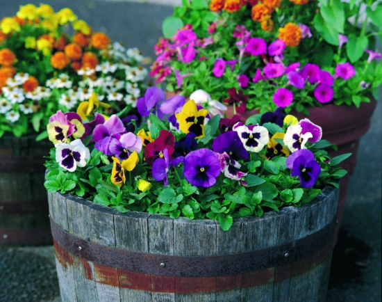 Pansy - Power Mix F1 | Wholesale & commercial seed merchants and ...