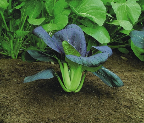 Pak Choi - Red Choi F1 | Wholesale & commercial seed merchants and ...