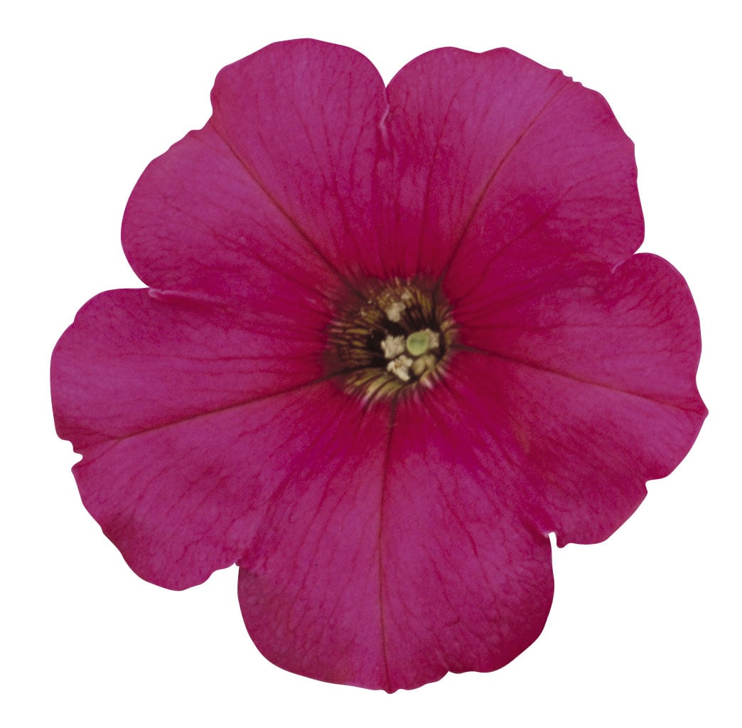 Petunia - Merlin Series F1 - Rose | Wholesale & commercial seed ...