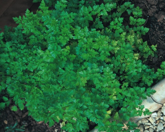 Plain Leaf Parsley (French) | Wholesale & commercial seed merchants and ...