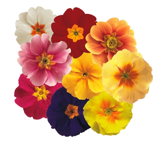 Primrose - Daniella Mixed F1 | Wholesale & commercial seed merchants ...