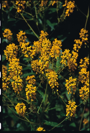 Woad | Wholesale & commercial seed merchants and growers since 1888.