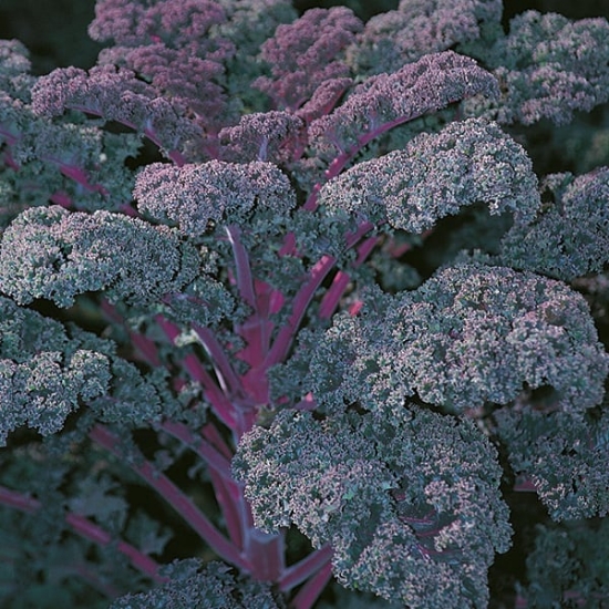 Kale Redbor F1 | Wholesale & commercial seed merchants and growers ...