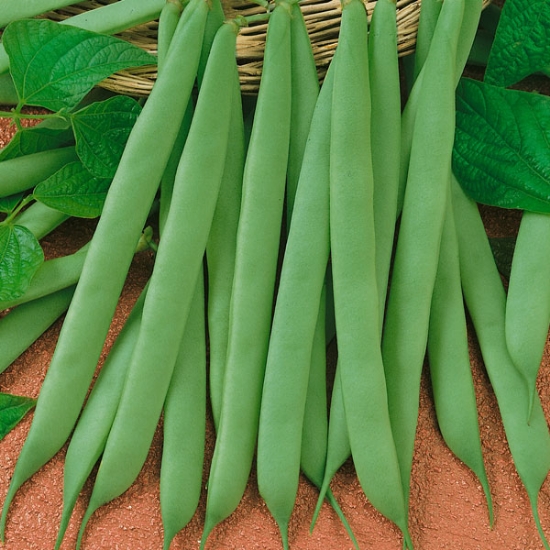 Dwarf French Bean - The Prince | Wholesale & commercial seed merchants ...