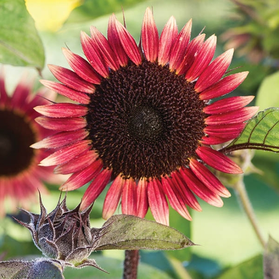 Helianthus (Sunflower) - Ms. Mars | Wholesale & commercial seed ...