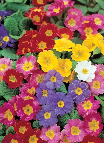 Polyanthus - Crown Exhibition Strain | Wholesale & commercial seed ...