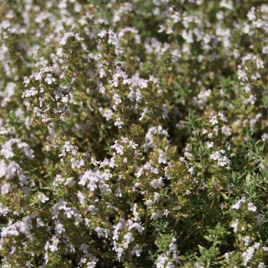 Herb Thyme Orangelo (Thymus Fragrantissimus) | Wholesale & commercial ...