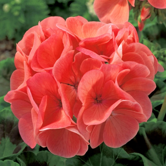 Geranium - Maverick Coral Spice F1 | Wholesale & commercial seed ...