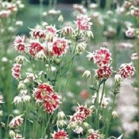 Aquilegia - Nora Barlow | Wholesale & commercial seed merchants and ...