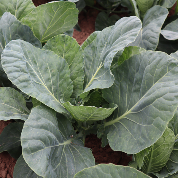 Cabbage Verve F1 | Wholesale & commercial seed merchants and growers ...