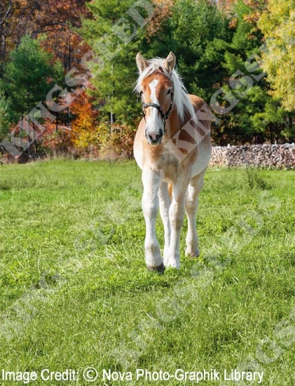 Horse & Pony Paddock Grass Seed | Wholesale & commercial seed merchants ...
