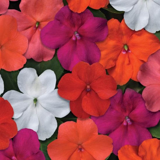 Impatiens - Beacon Select Mixed F1 | Wholesale & commercial seed ...
