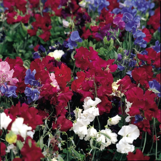 Sweet Pea Mixes - Snoopea Mixed | Wholesale & commercial seed merchants ...