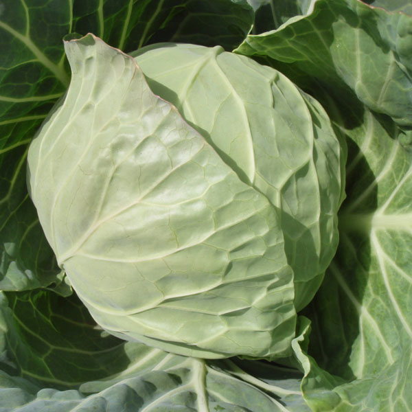 Cabbage Vivaldi F1 | Wholesale & commercial seed merchants and growers ...