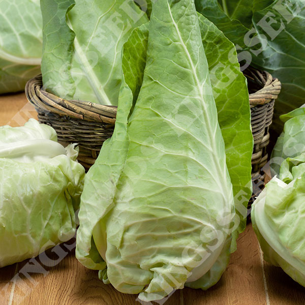 Cabbage April | Wholesale & commercial seed merchants and growers since ...