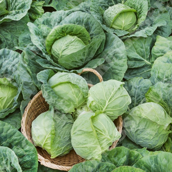 Cabbage Spring Hero F1 | Wholesale & commercial seed merchants and ...