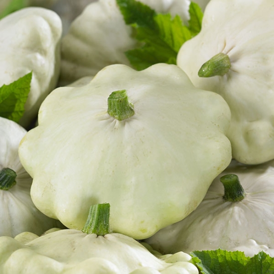 Squash Custard White Disco (Patty Pan Bush Type) | Wholesale ...