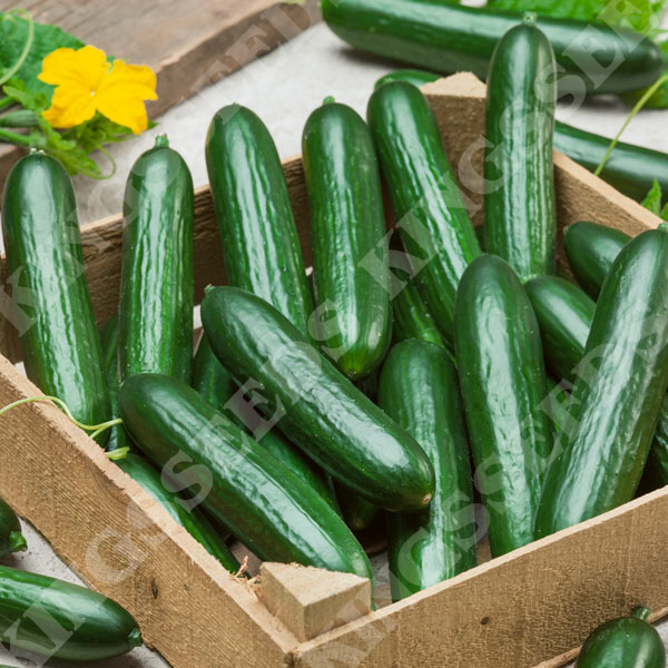 Cucumber Mini Munch F1 | Wholesale & commercial seed merchants and ...